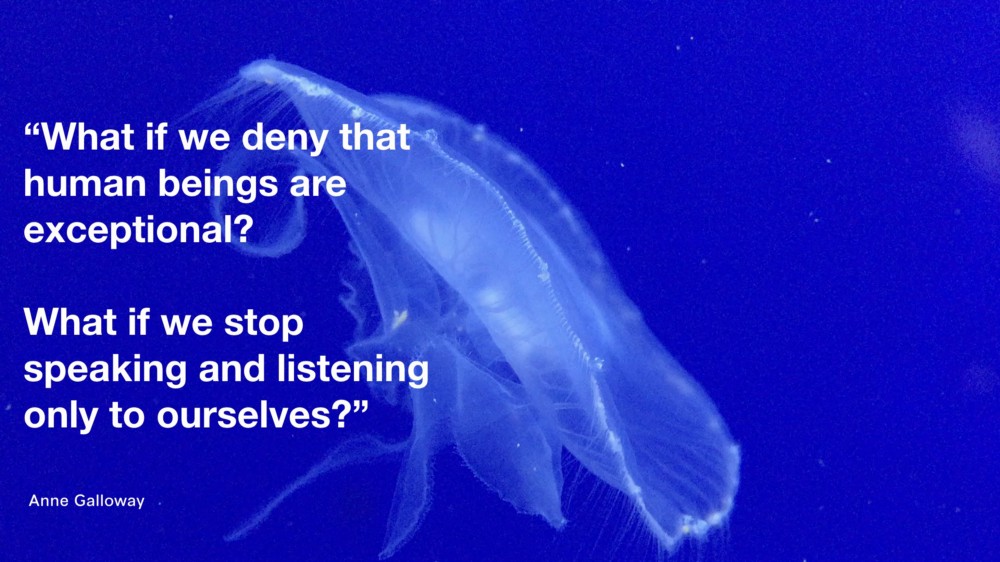 Holistic Entanglements – Lauren Thu